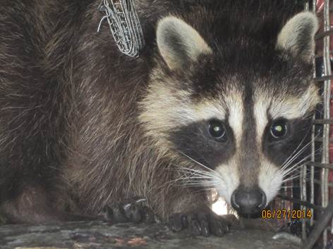Raccoon Removal & Control Kansas City MO - AAAC Wildlife Removal